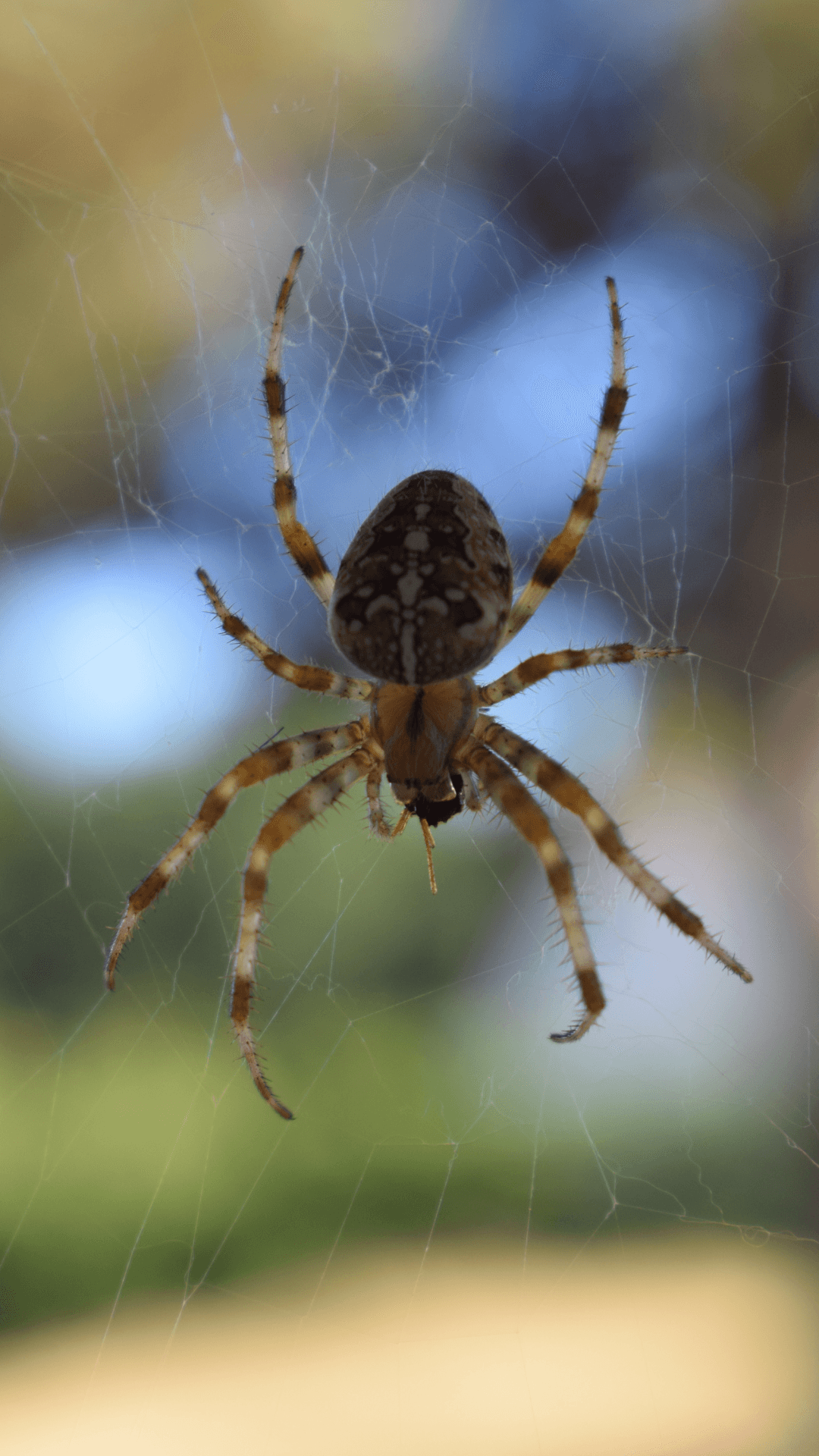 Spiders - Ace Walco Pest Control